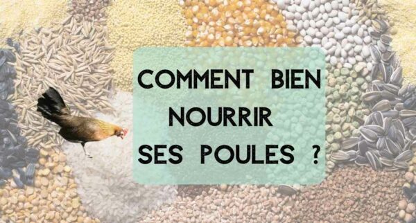 Alimentation poules pondeuses : Que leur donner ? - Poules au Jardin