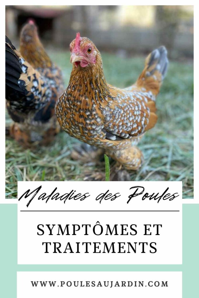 Maladies des poules : symptômes et traitements - Poules au Jardin