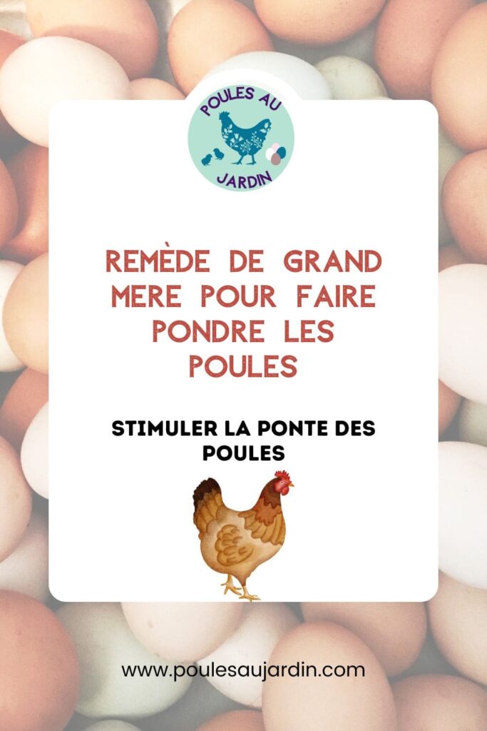 Remède de grand mère pour faire pondre les poules - Poules au Jardin