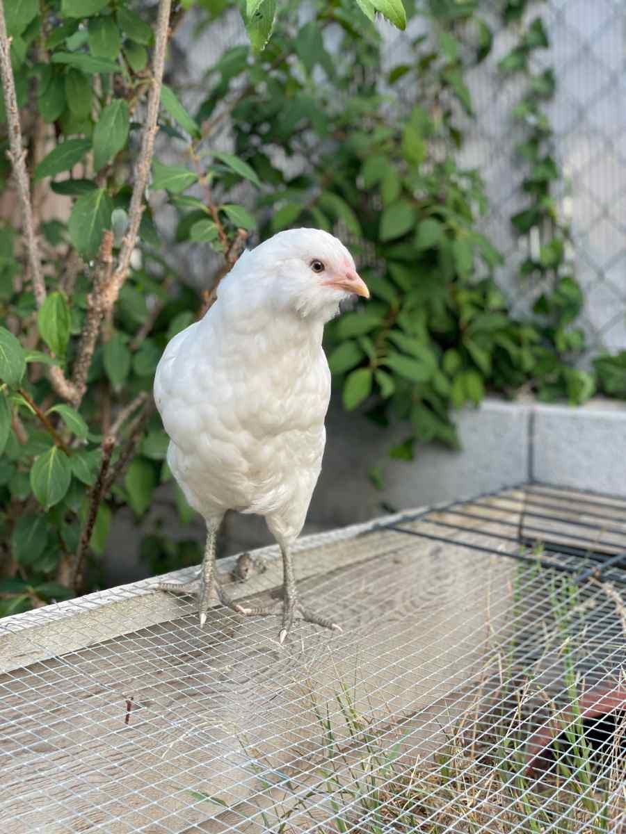 Poule Azur : race aux oeufs bleus ! - Poules au Jardin