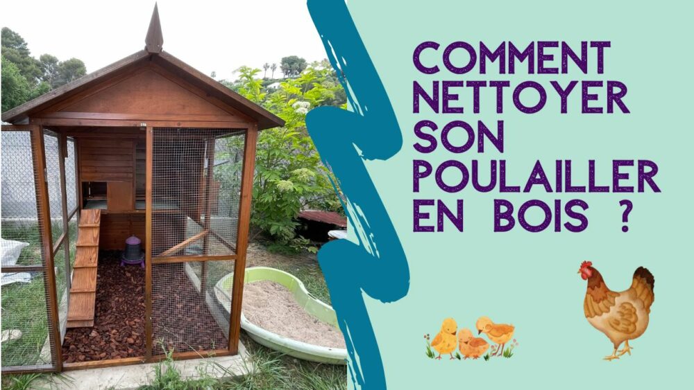 Nettoyage poulailler : Mes Astuces naturelles - Poules au Jardin